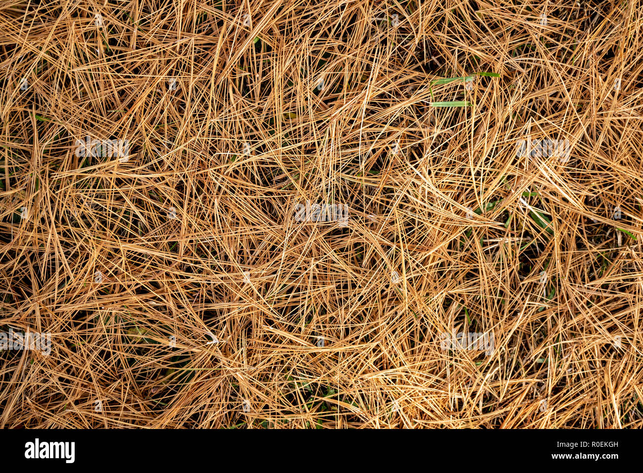 Pine needle forest floor hi-res stock photography and images - Alamy
