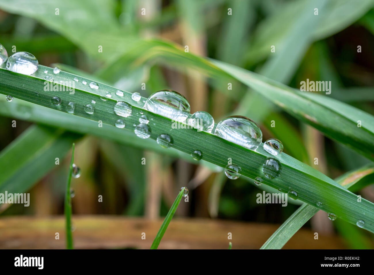 Green leaf with water drop is reflecting water hi-res stock photography ...