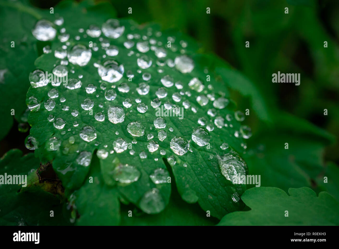 Leave green water hi-res stock photography and images - Alamy