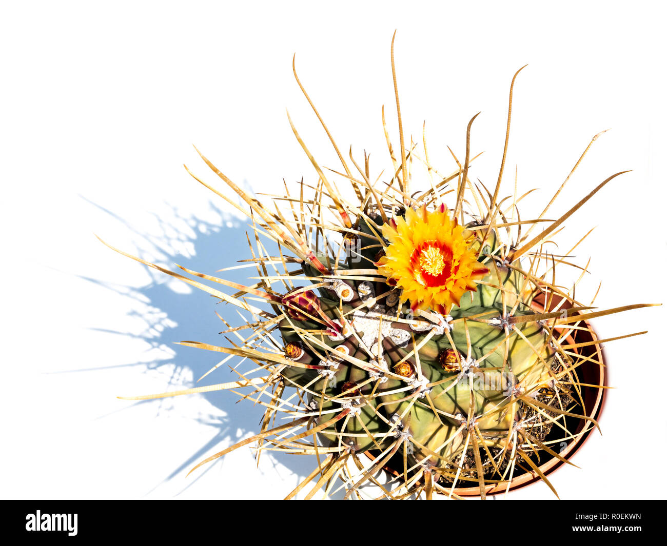 Ferocactus rectispinus hi-res stock photography and images - Alamy