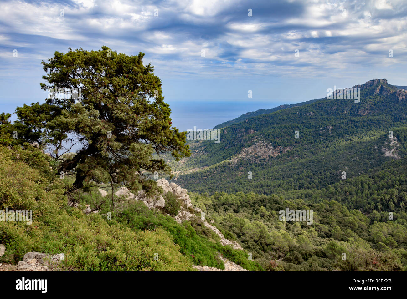 Good looking tree in the Serra de Tramuntana the clouds are grey ...