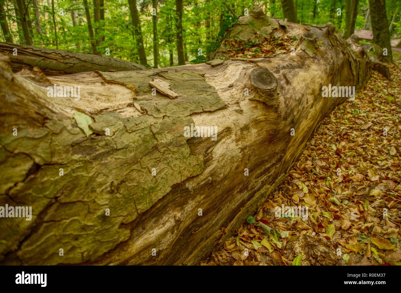 Diagonal tree trunk hi-res stock photography and images - Alamy