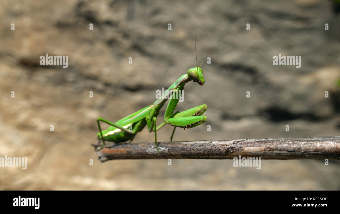Praying mantis, mantodea, sit on a straw looking to you, rock as ...