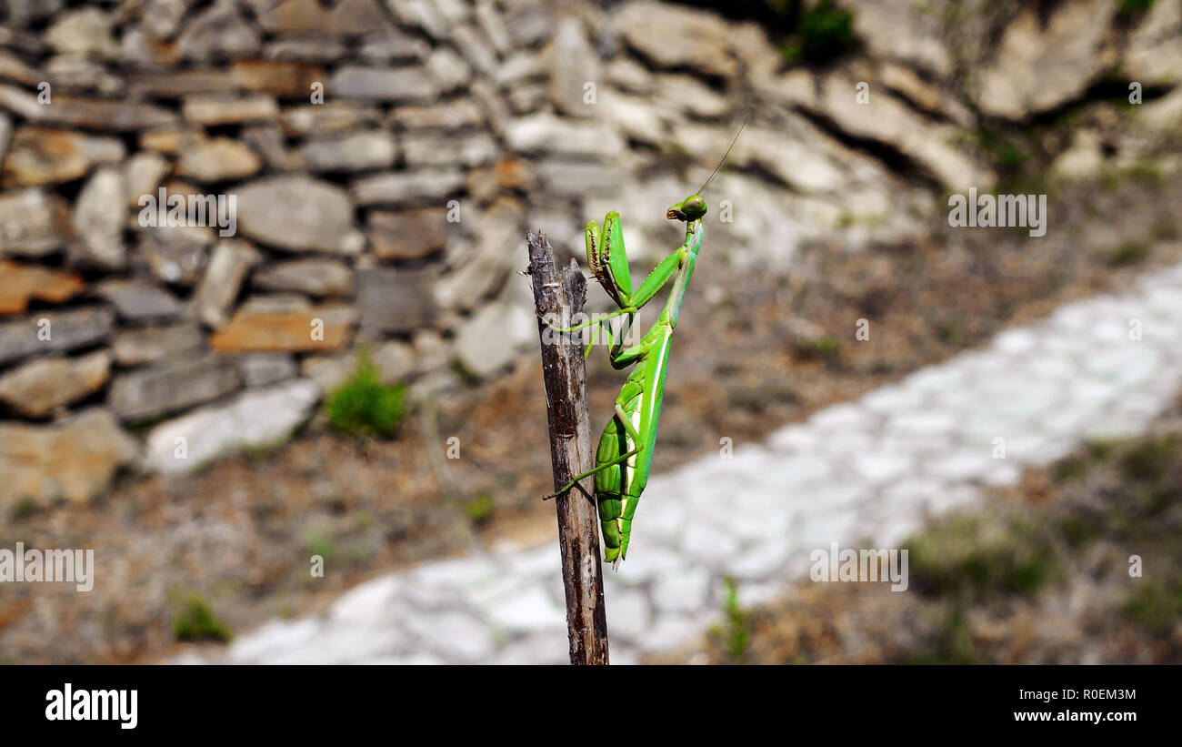Praying mantis, mantodea, sitting on a straw, stonewall as background ...
