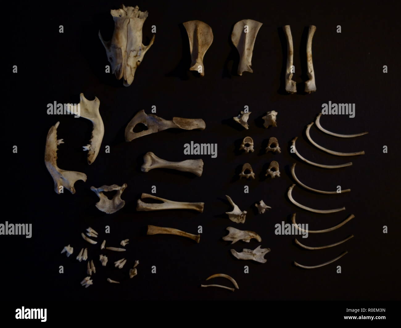 Hedgehog remains, bones sorted Stock Photo - Alamy