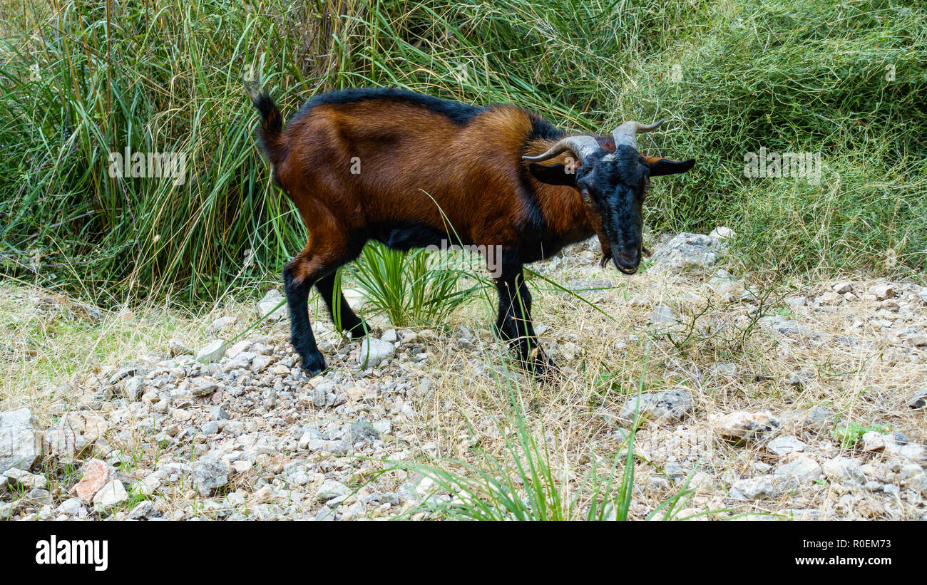 Side of goat hi-res stock photography and images - Alamy