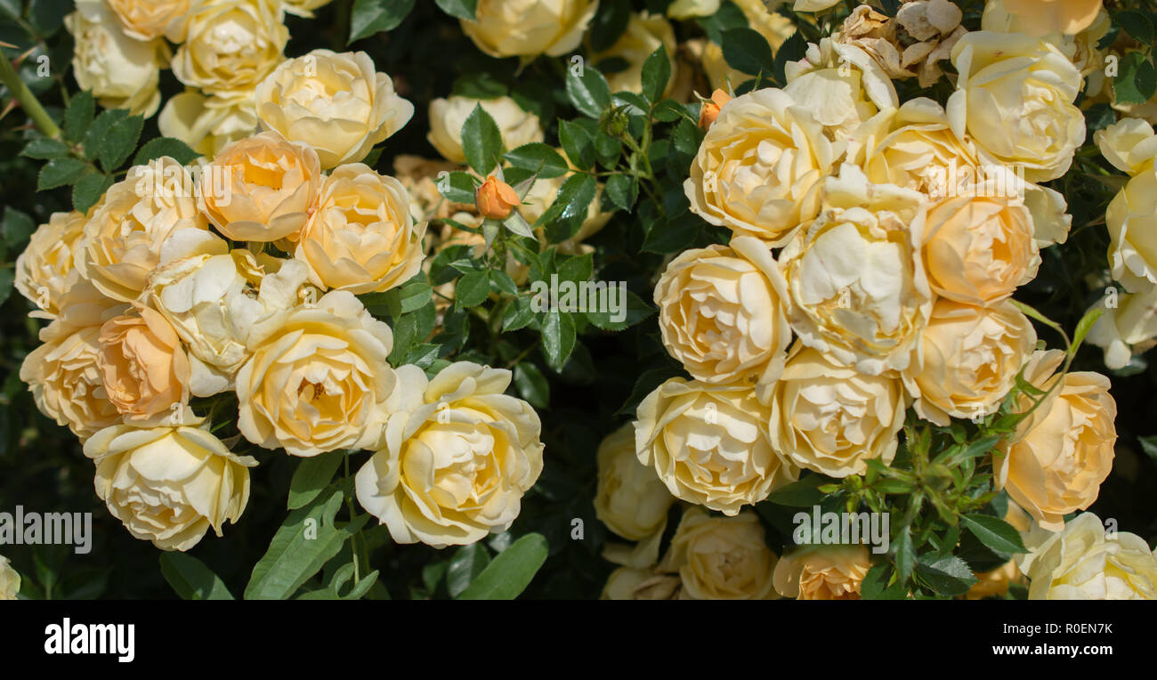 Blooming beautiful bunch of roses in spring garden Stock Photo - Alamy