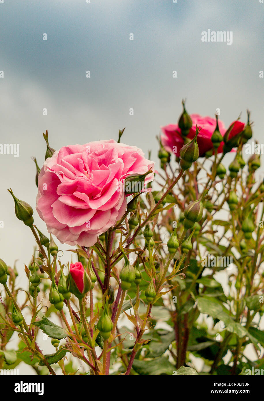 Beautiful colorful Rose Flower on garden background Stock Photo - Alamy