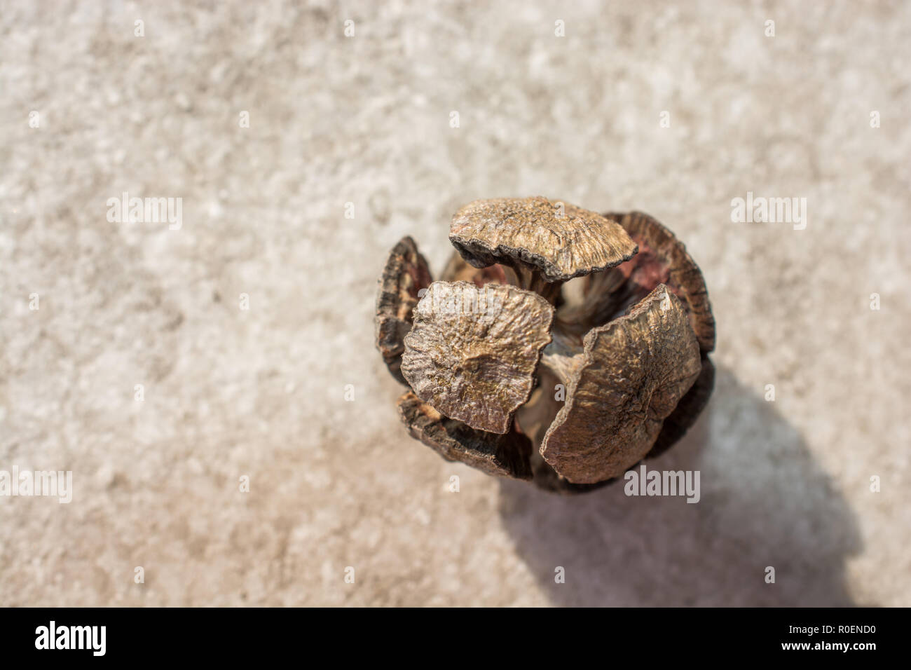 Cone pods on tree hi-res stock photography and images - Alamy