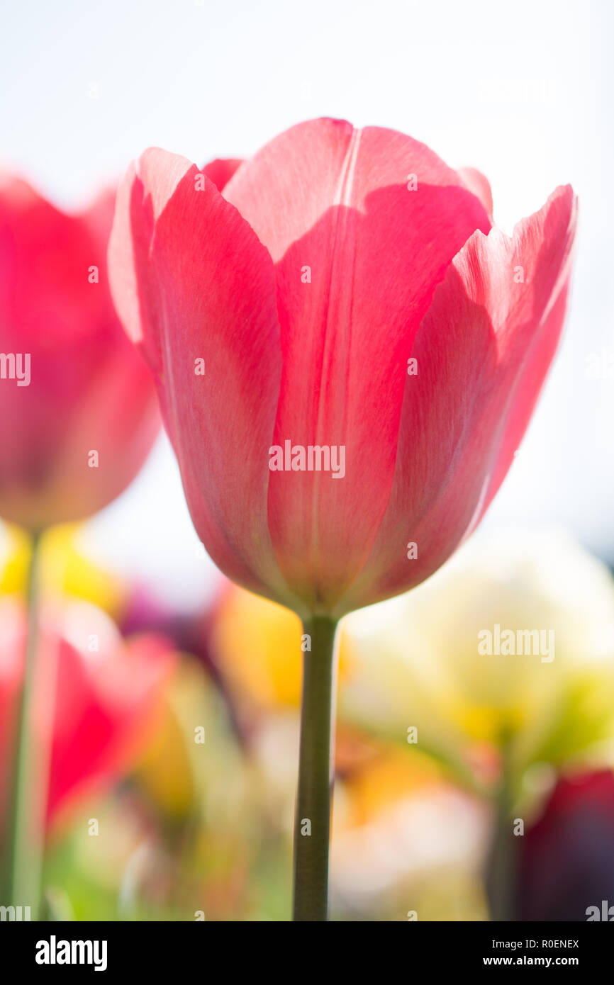 Fresh tulip of pink color in nature in spring time Stock Photo - Alamy
