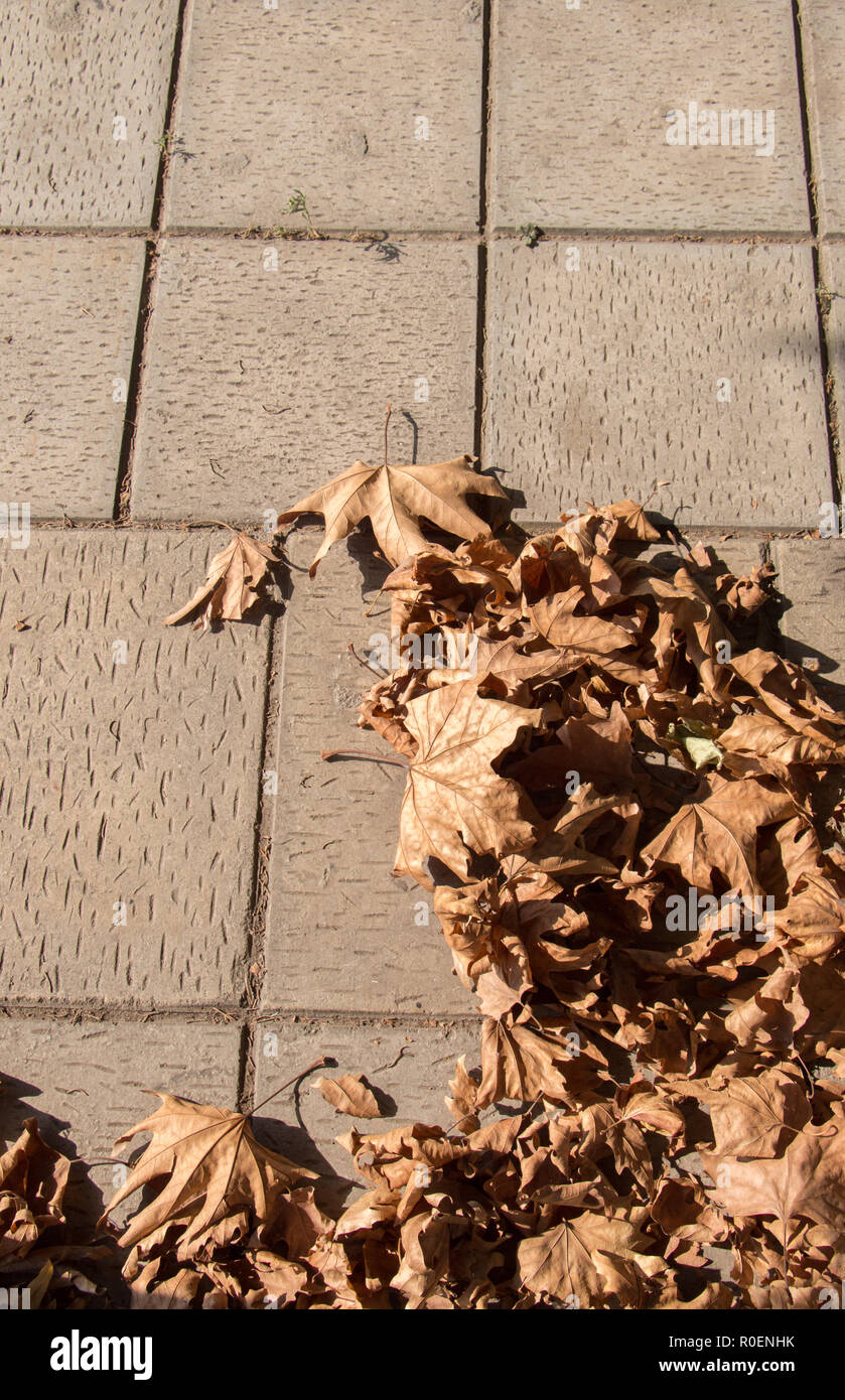 Dry tree leaf as an Autumn background Stock Photo - Alamy