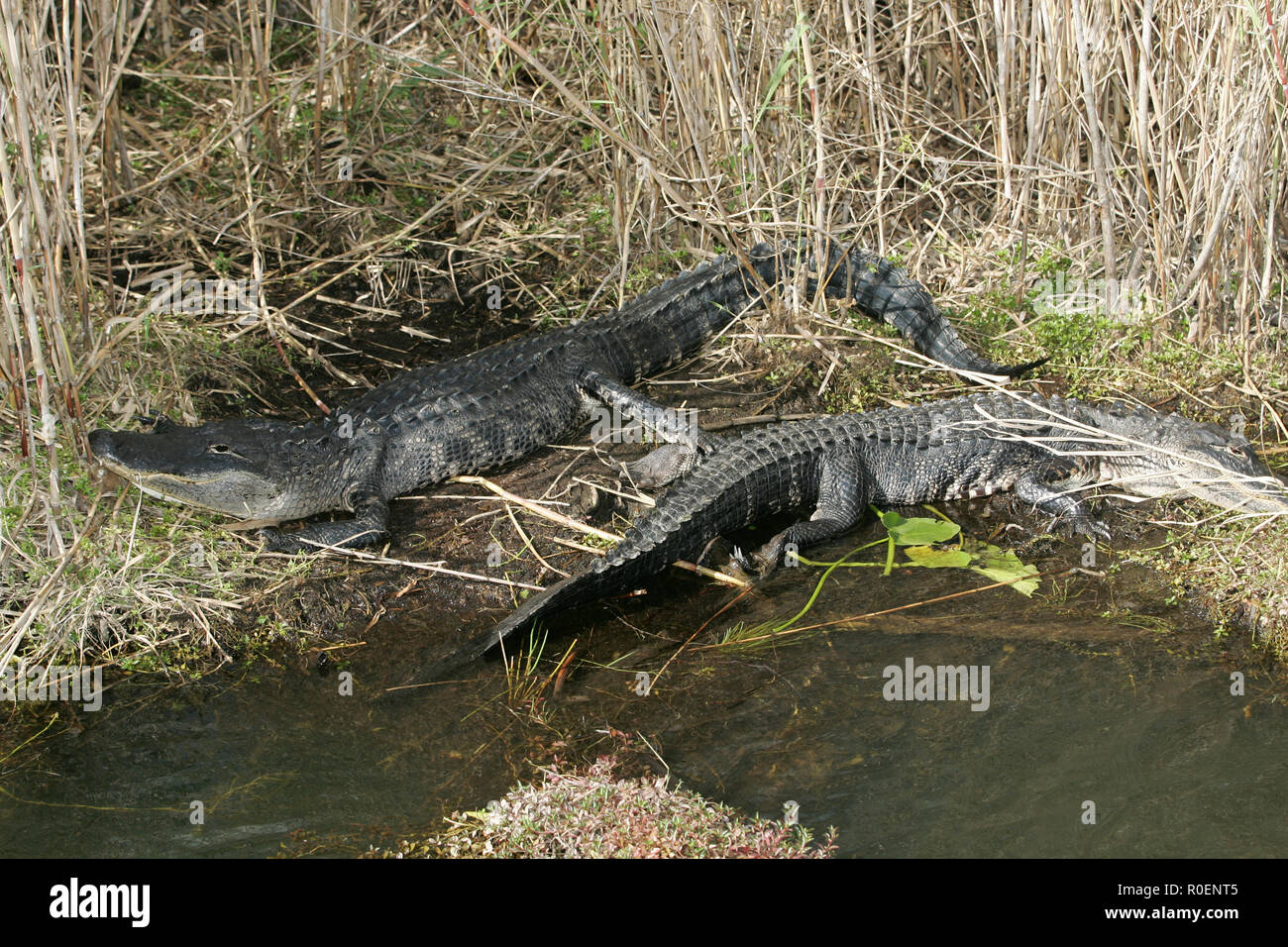 American Alligator in a remote South Florida location Stock Photo - Alamy