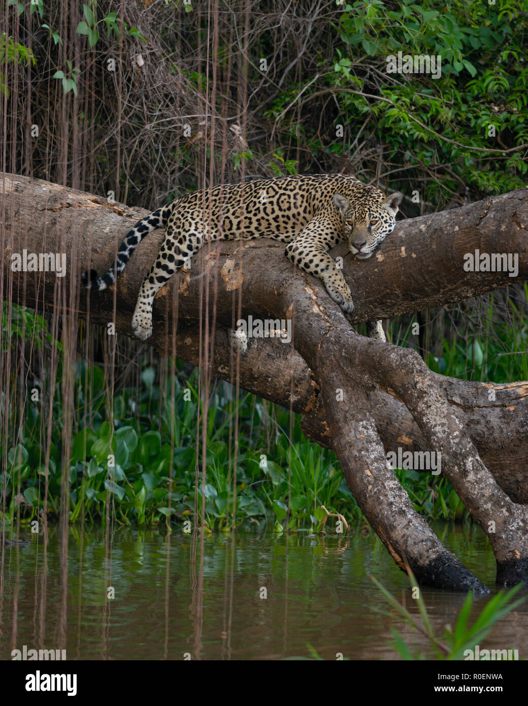 Jaguar in tree hi-res stock photography and images - Alamy