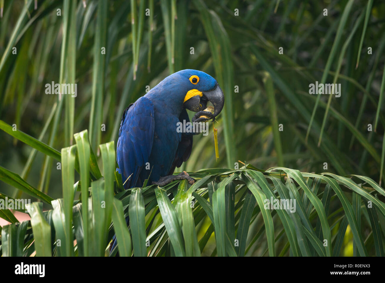 Hyacinth Macaw feeding on an Acuri palm seed Stock Photo - Alamy