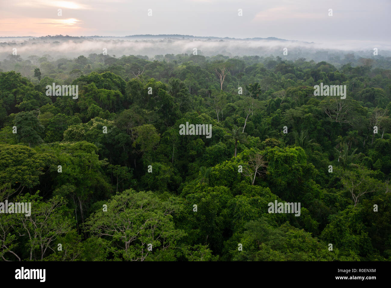 Amazon rainforest canopy hi-res stock photography and images - Alamy