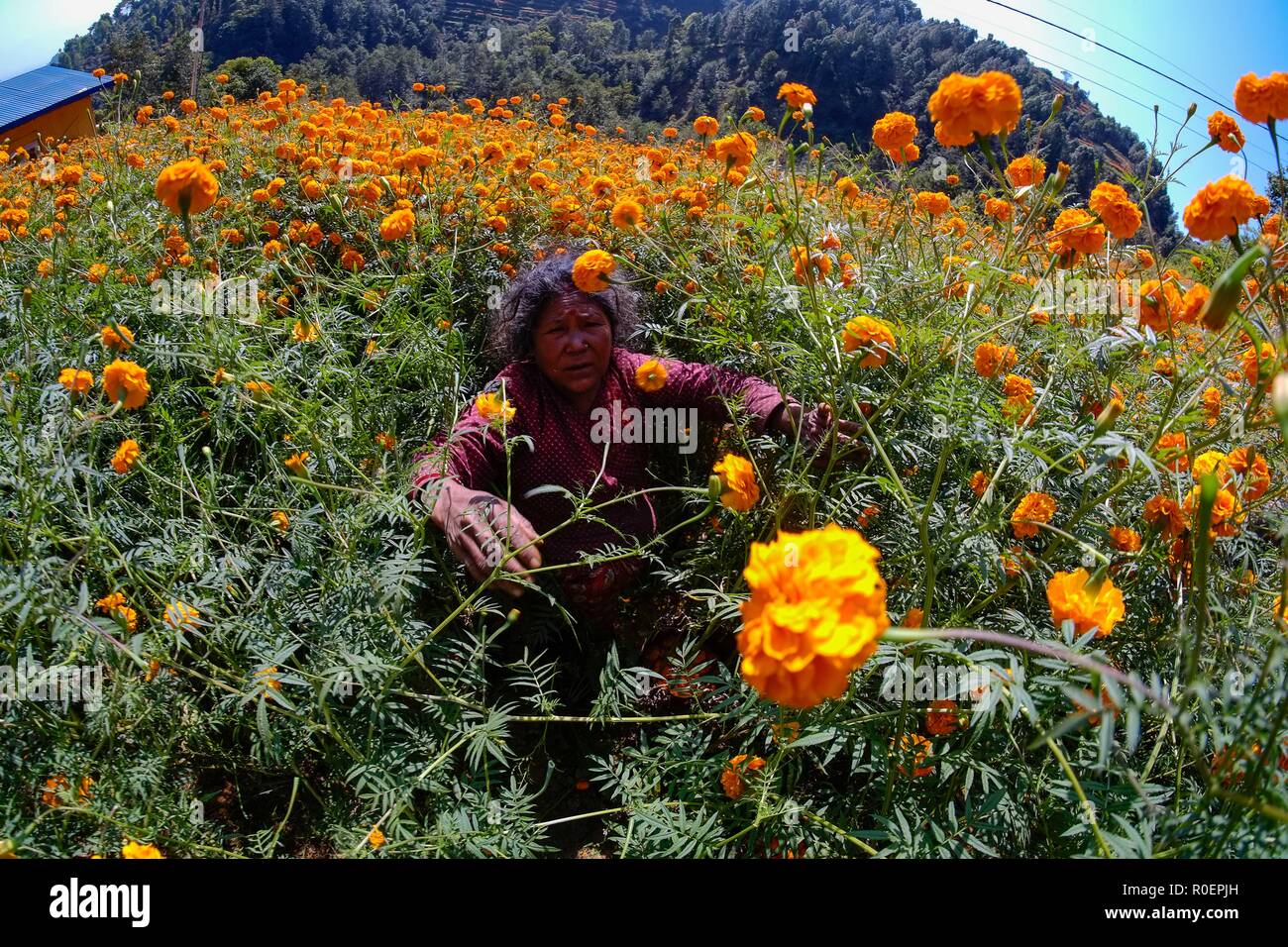 A woman picks marigold flowers to be used during the Tihar festival ...