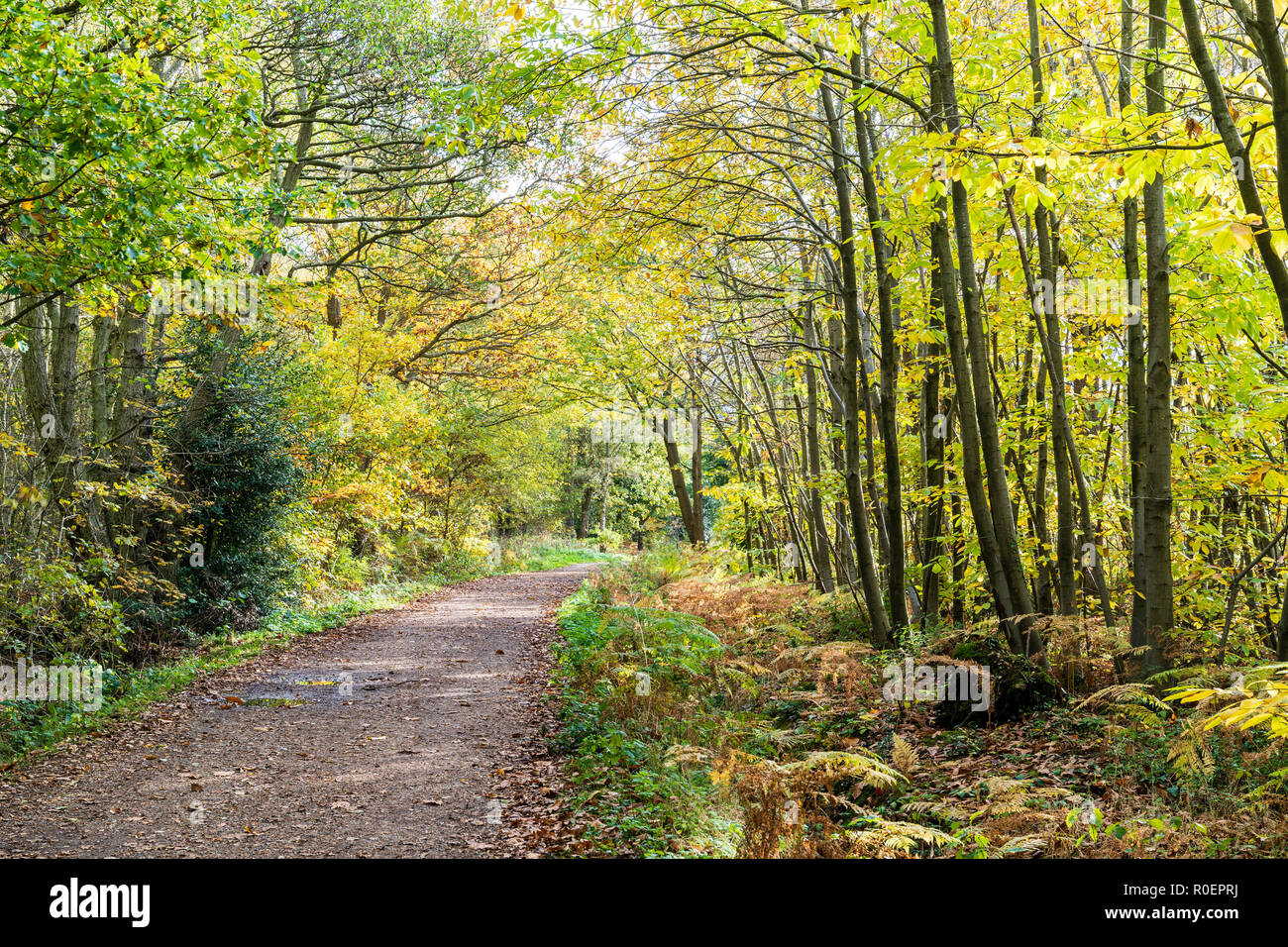 Blean woods hi-res stock photography and images - Alamy