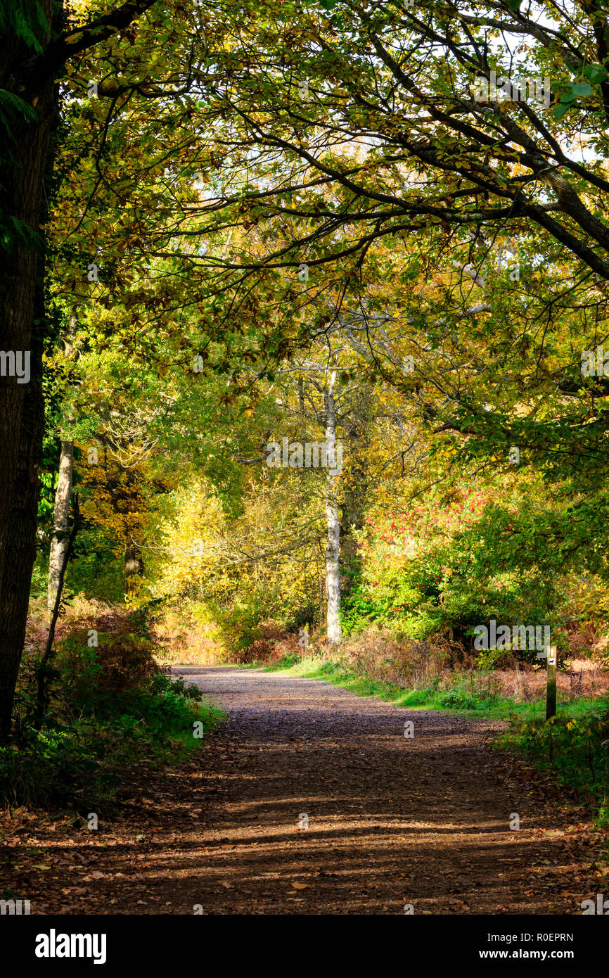 Blean woods hi-res stock photography and images - Alamy