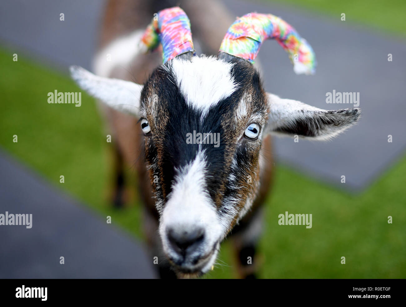 Los Angeles, USA. 03rd Nov, 2018. Goat "Spanky" at a yoga class with ...