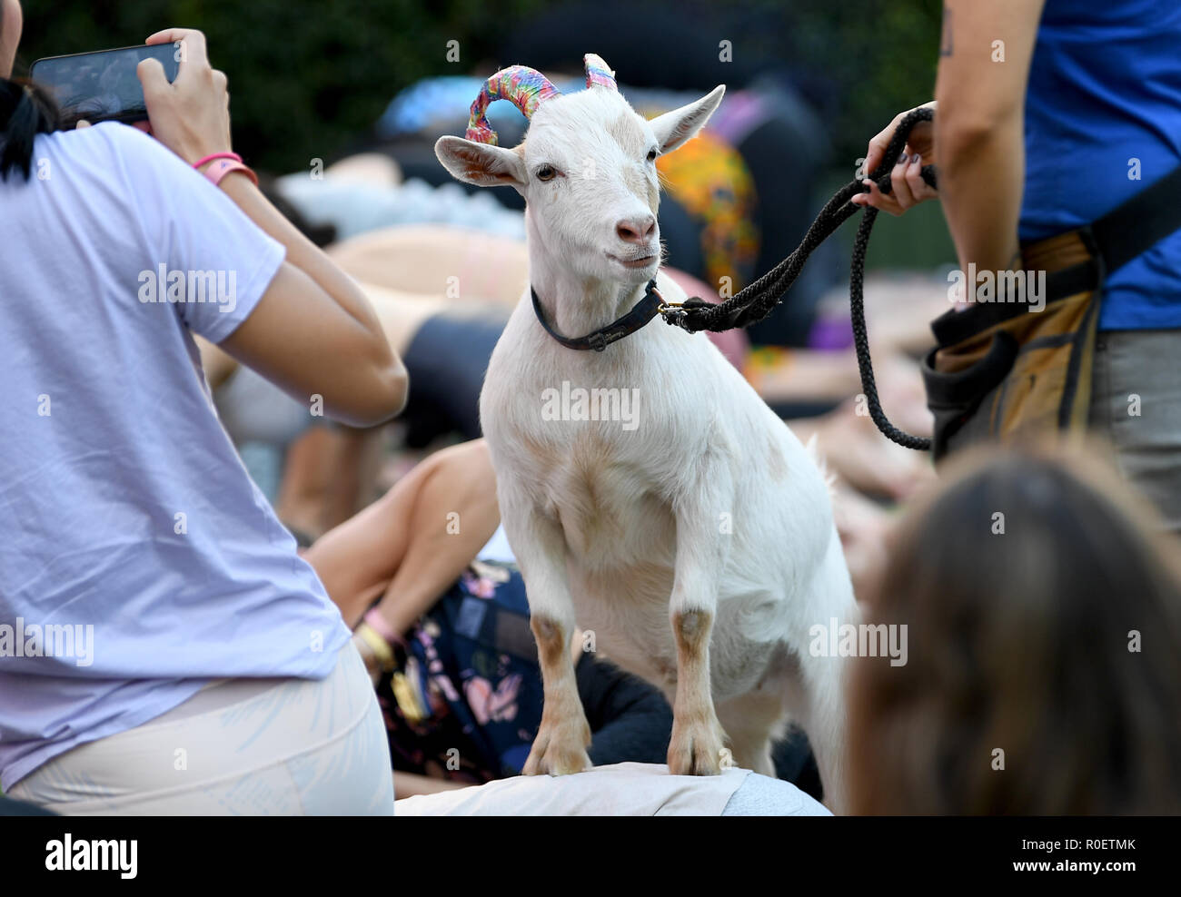 Los Angeles, USA. 03rd Nov, 2018. Goat "Pippin" climbs on the back of a ...