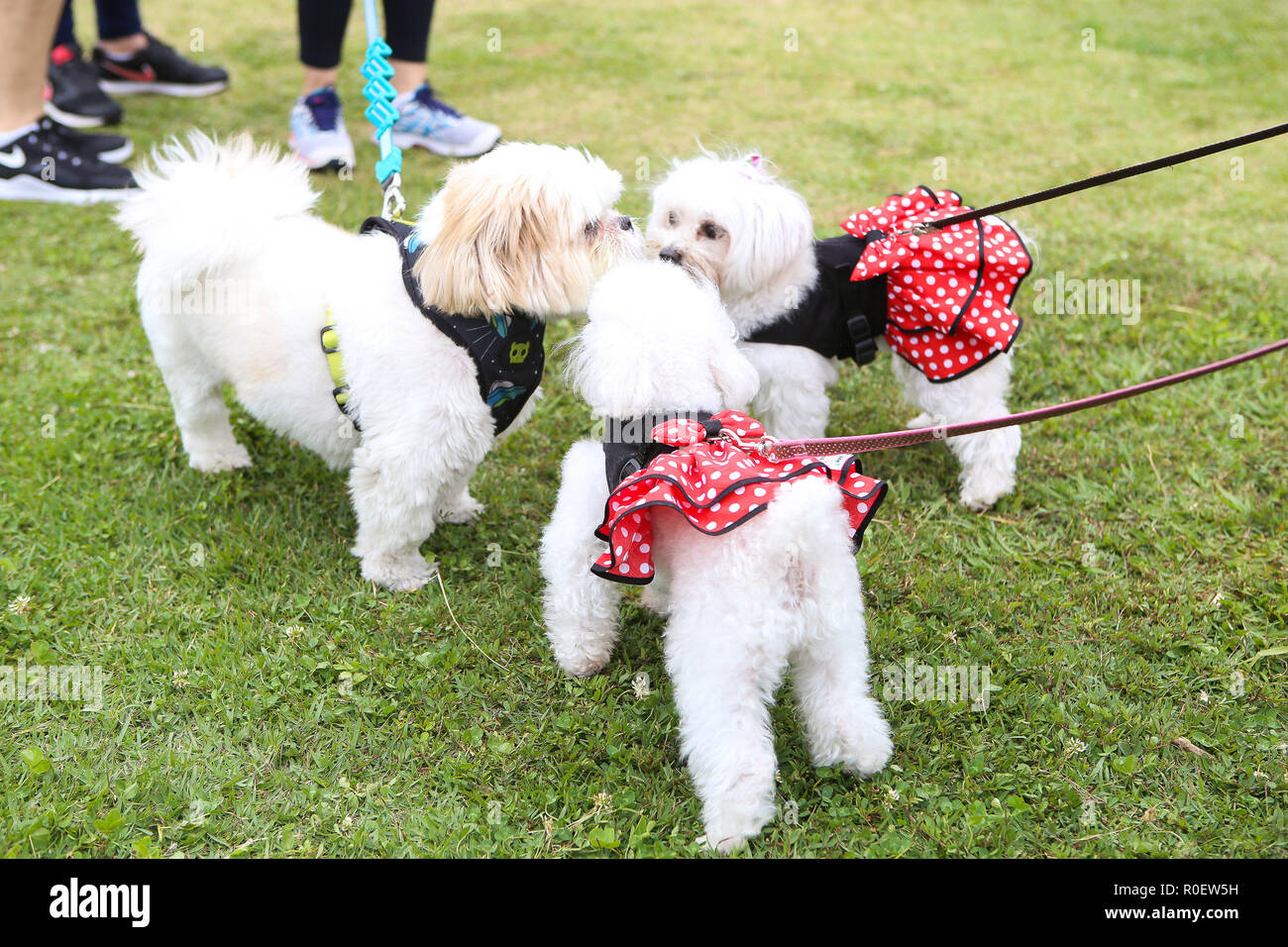 Cats parade hi-res stock photography and images - Alamy