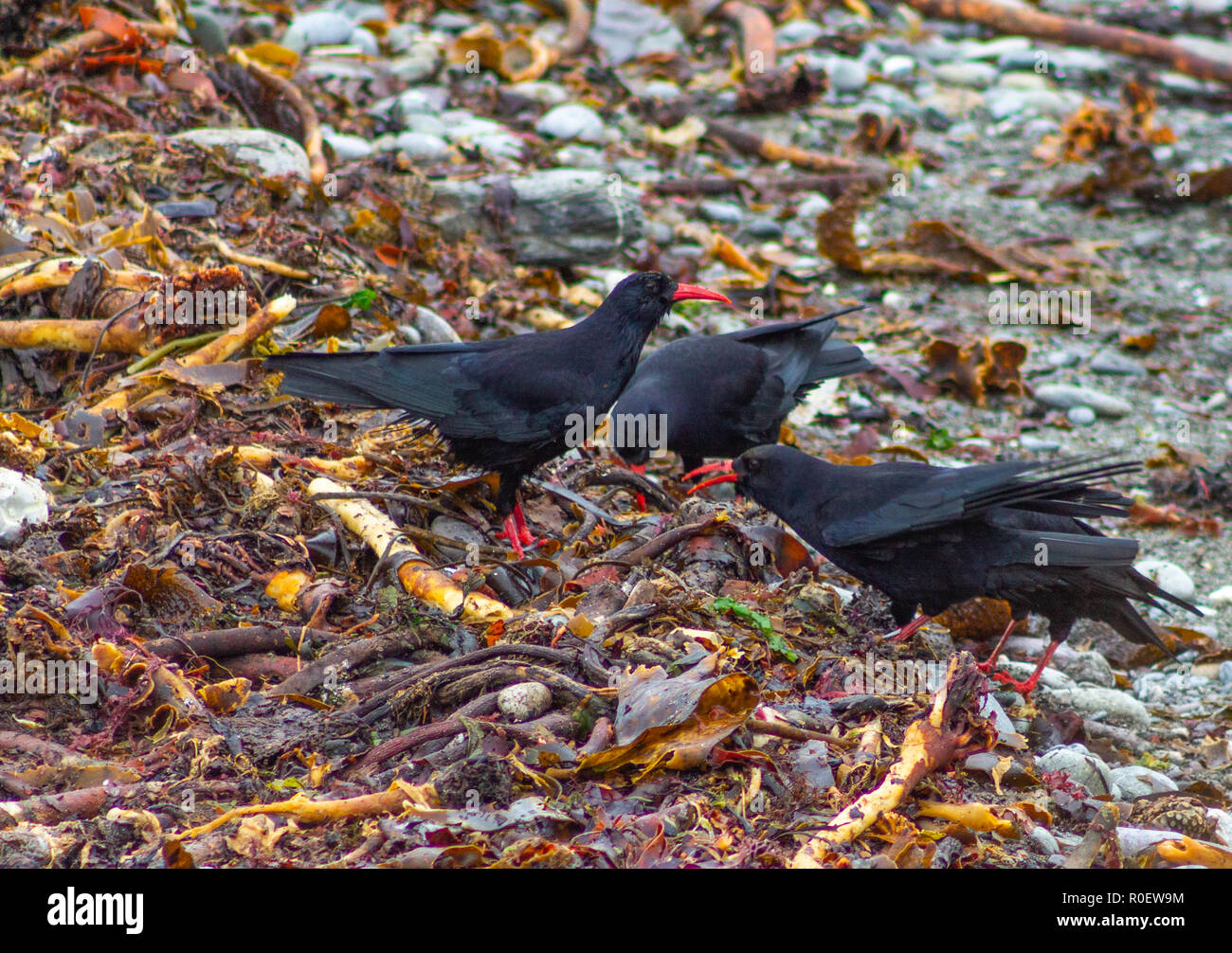 Choughs ireland hi-res stock photography and images - Alamy