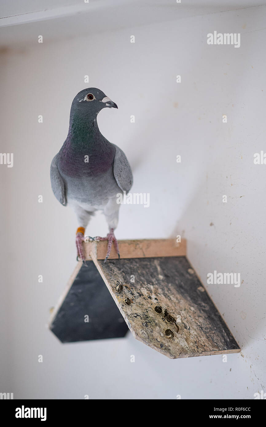 Pigeon carrier system hi-res stock photography and images - Alamy