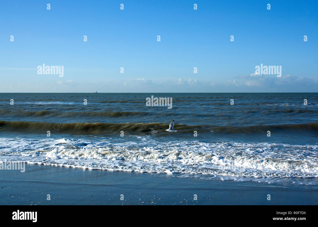 A seagull flies over the surf at Hook of Holland, Netherlands Stock ...