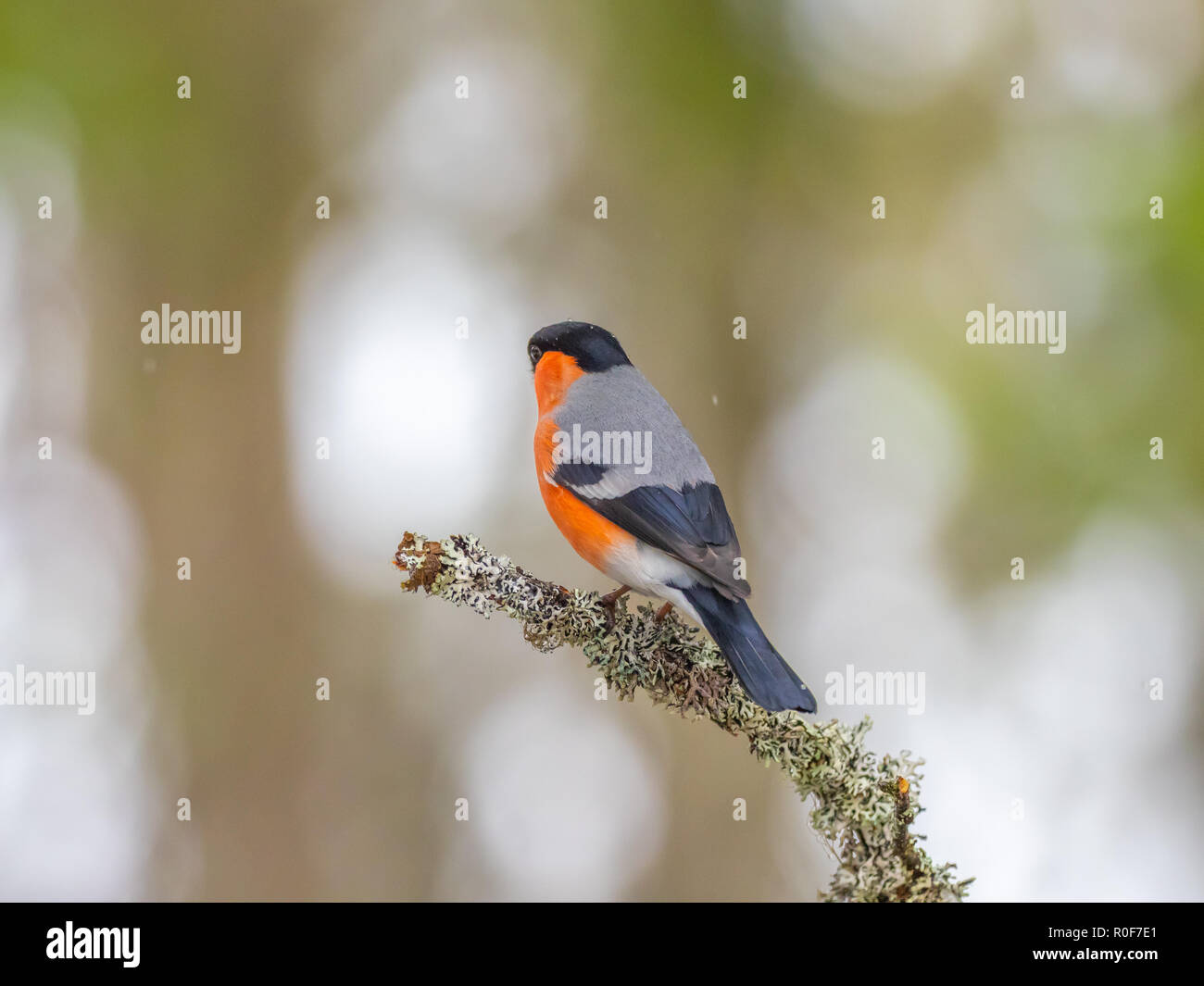 Orange bullfinch hi-res stock photography and images - Alamy