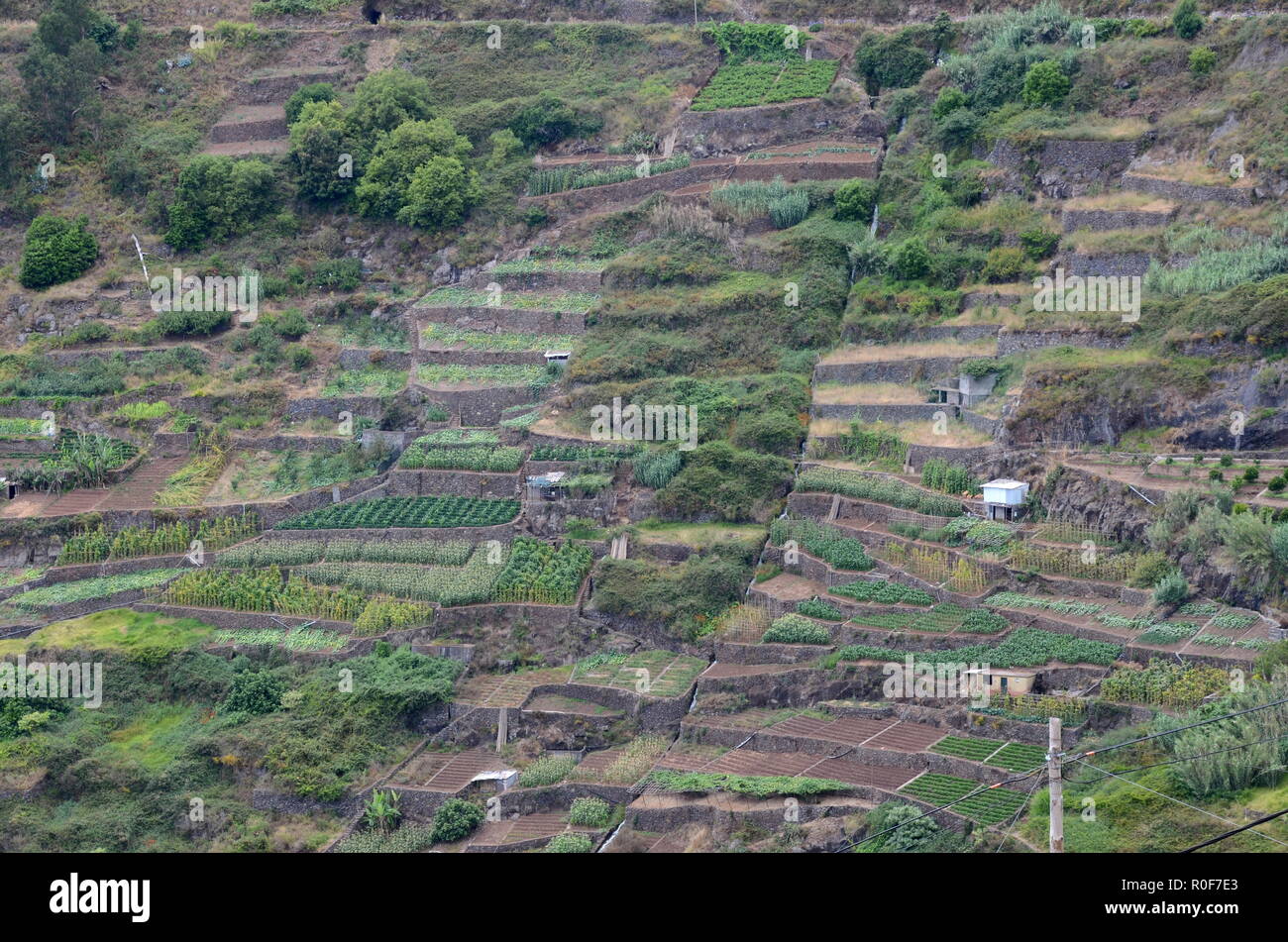Terraced fields farming madeira hi-res stock photography and images - Alamy
