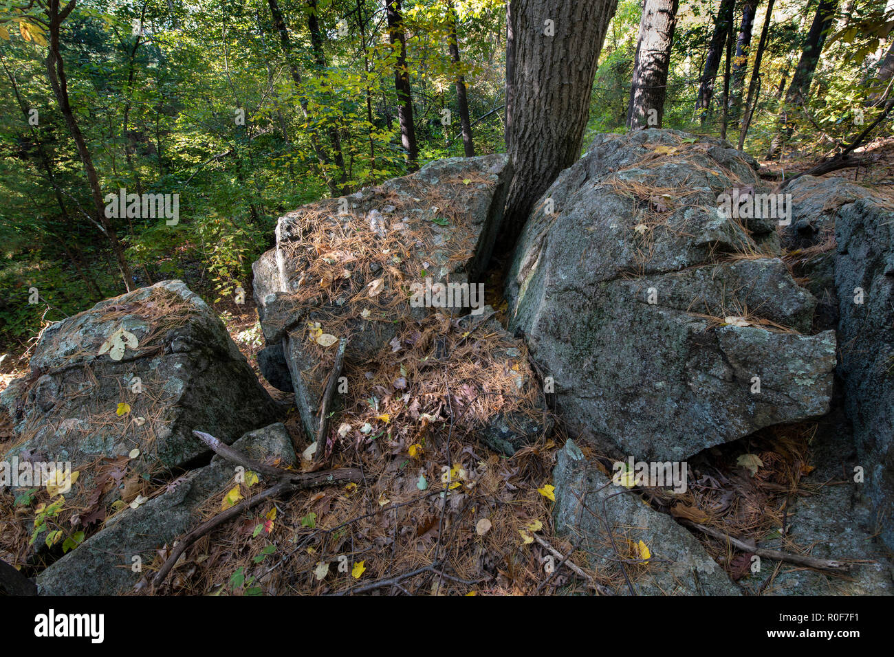 Group of rocks in woods Stock Photo - Alamy