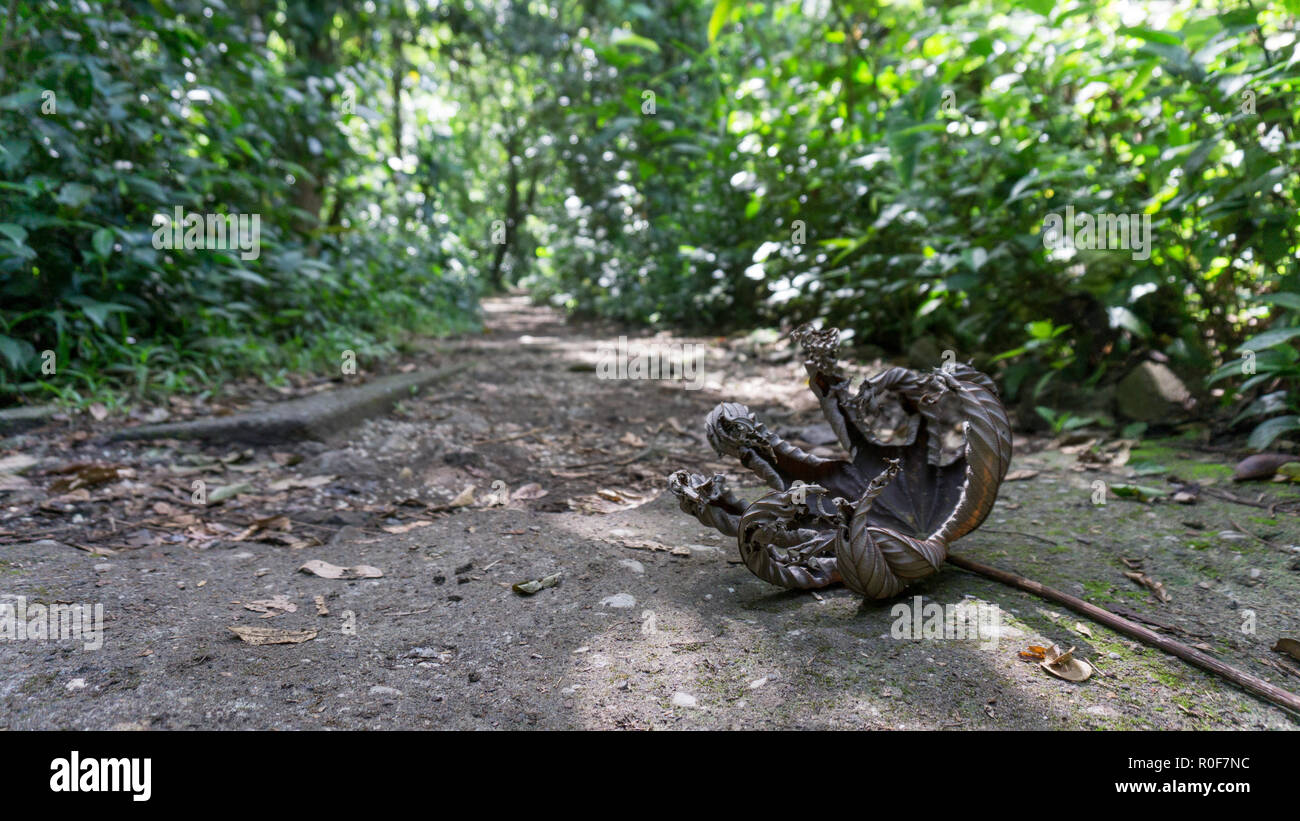 Big Beautiful leave on a tropical hiking path through the jungle Stock ...