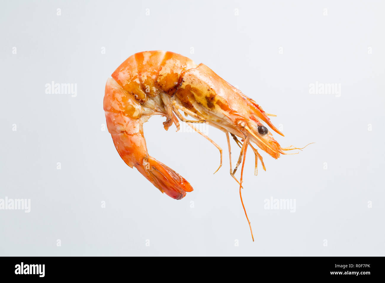 A single fried cooked tiger prawn imported into the UK from Madagascar ...