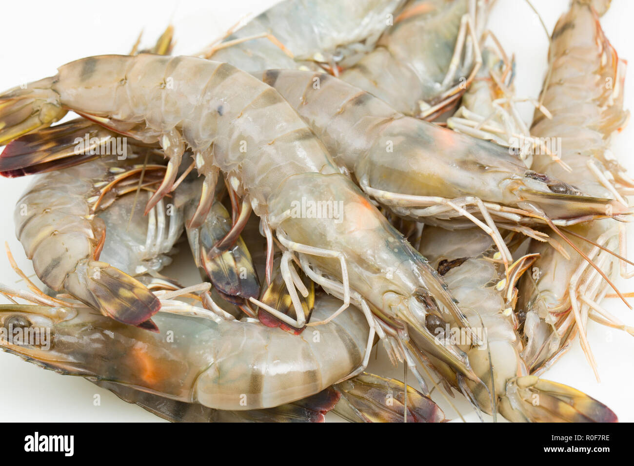 Tiger prawns hi-res stock photography and images - Alamy