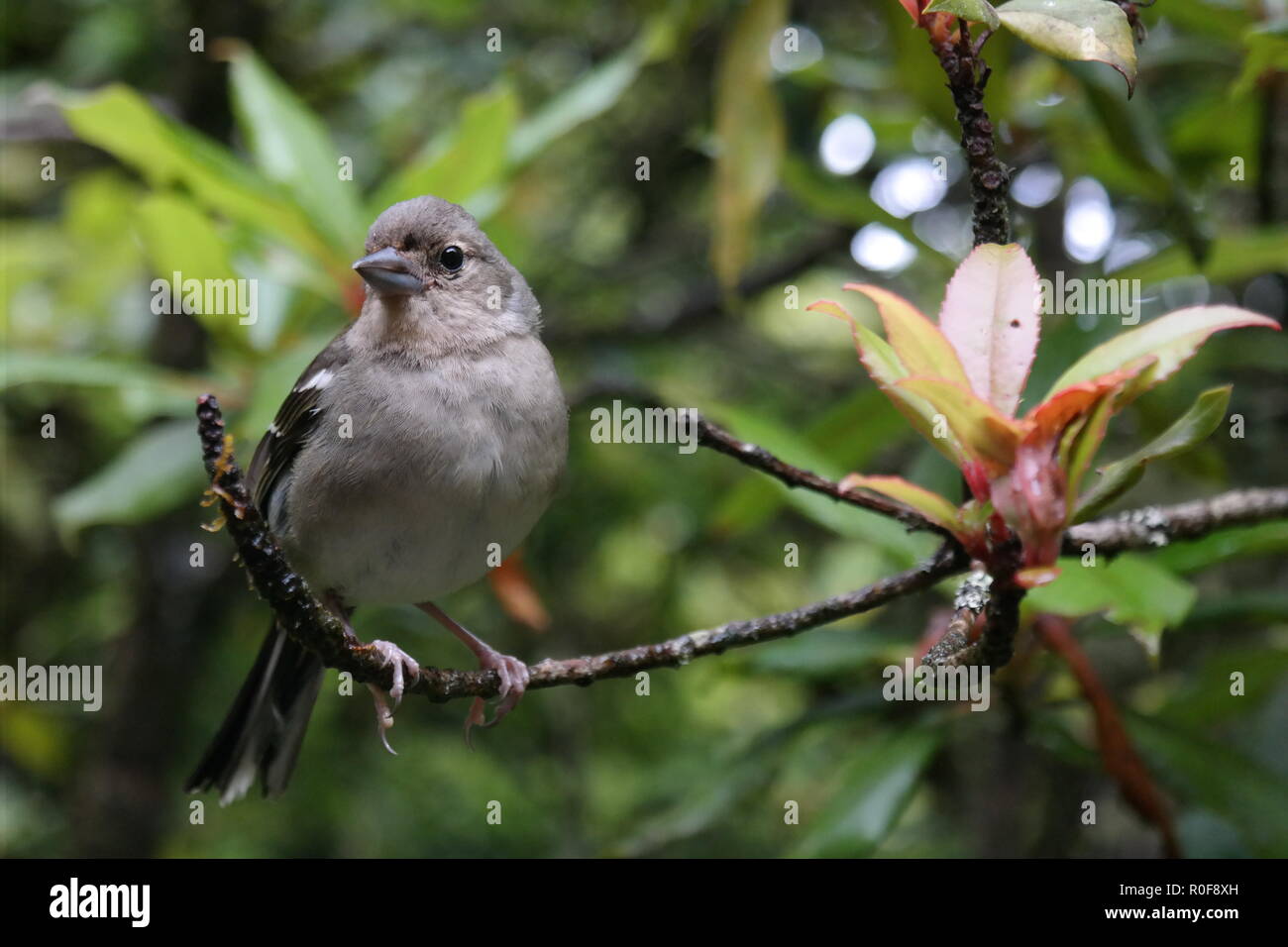 Little birdie hi-res stock photography and images - Alamy