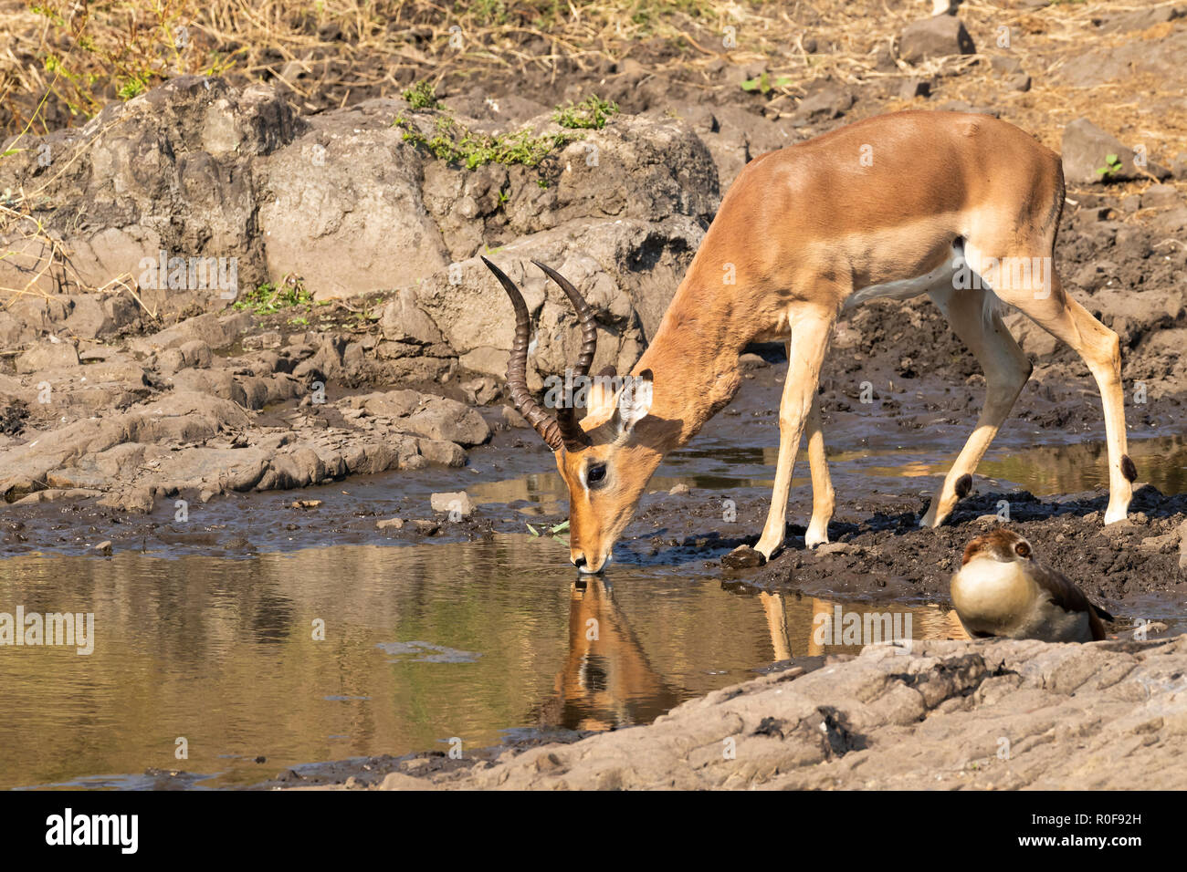 Impala ram adult hi-res stock photography and images - Alamy