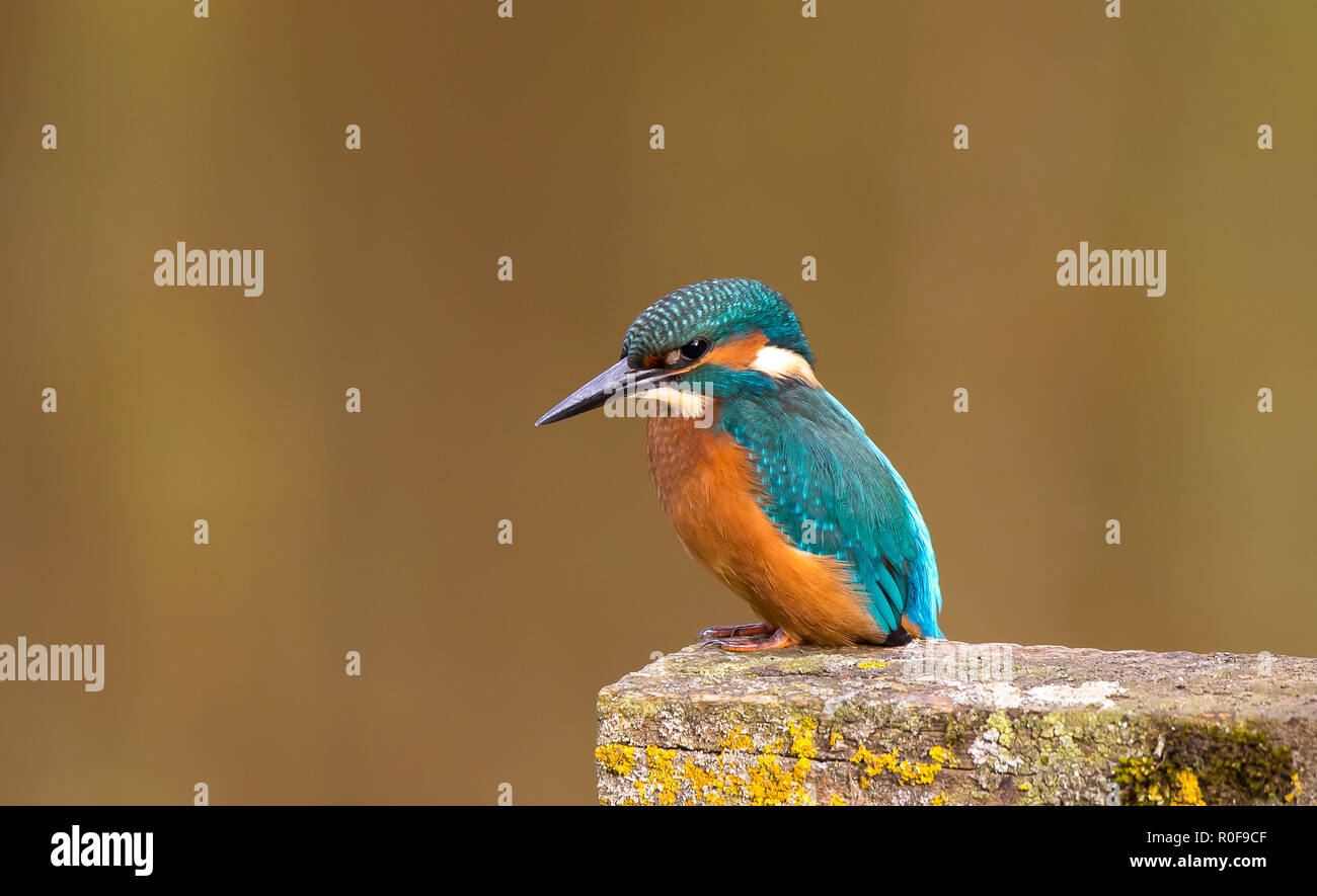 Detailed, close-up side view of wild UK kingfisher bird (Alcedo atthis ...