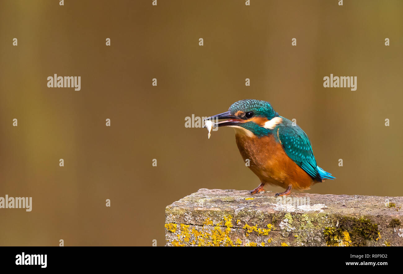Detailed front view close up of wild common UK kingfisher bird (Alcedo ...