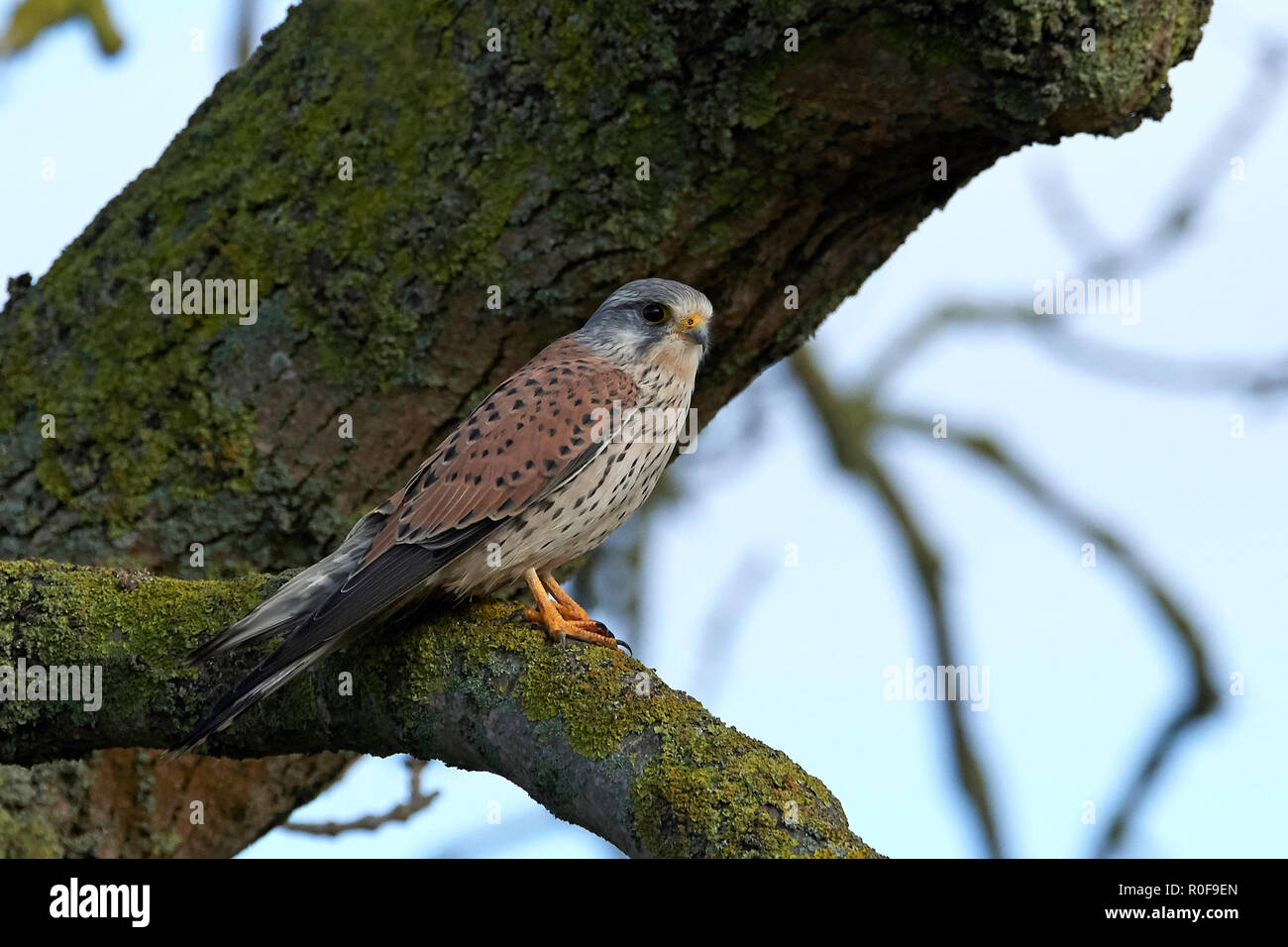Common kestrel in its natural habitat in Denmark Stock Photo - Alamy