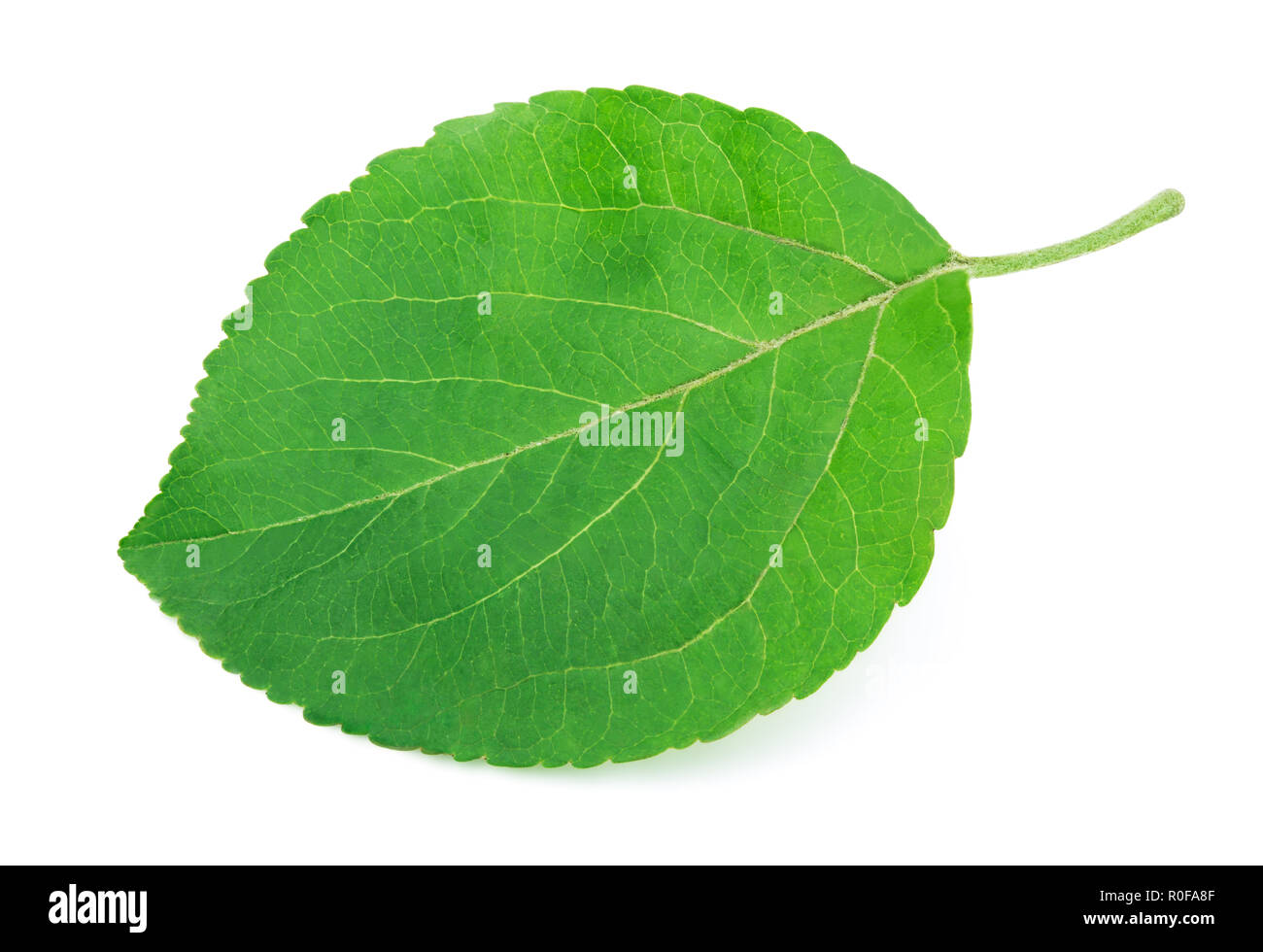 Apple leaf isolated on a white background with clipping path. One of ...