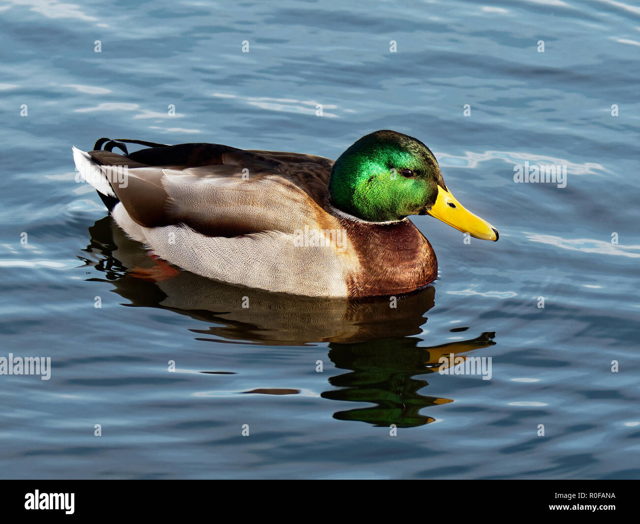 Mallard , Anas platyrhynchos Stock Photo - Alamy