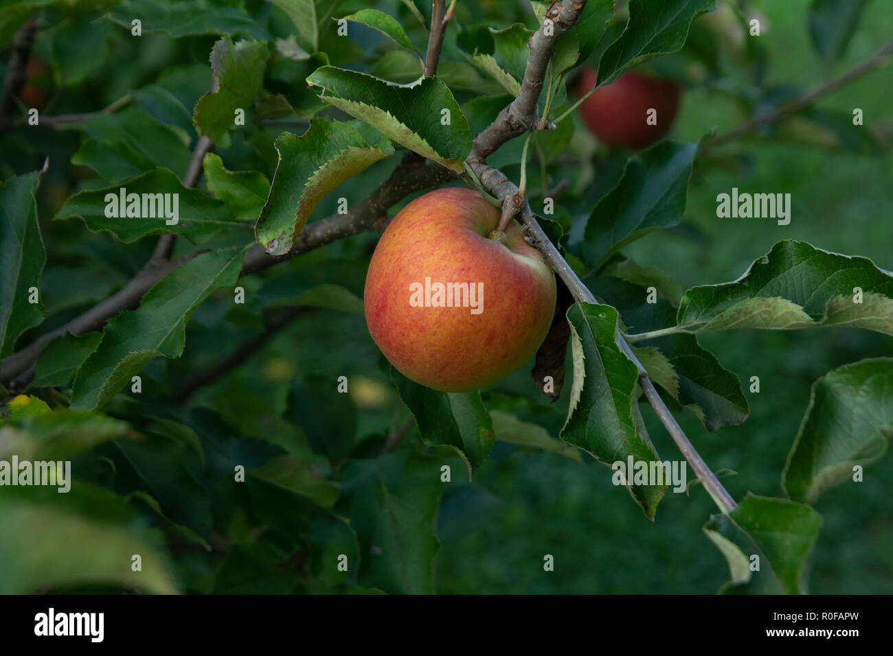 Branch of tree hi-res stock photography and images - Alamy