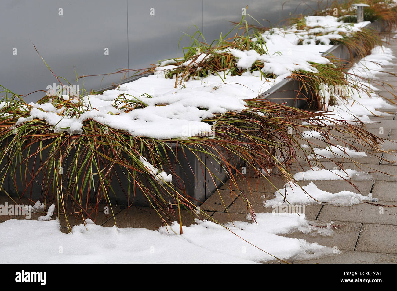 chinese silver grass lying down after snowfall in october Stock Photo ...