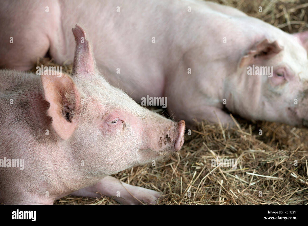 Pigs laying on hay and straw Stock Photo - Alamy
