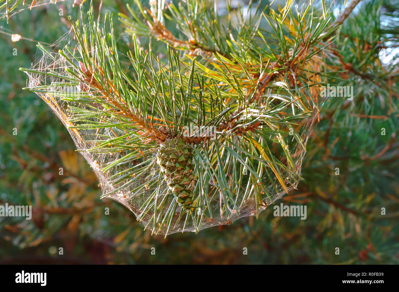 spider web on a pine branch, pine needles in a spider web in autumn ...