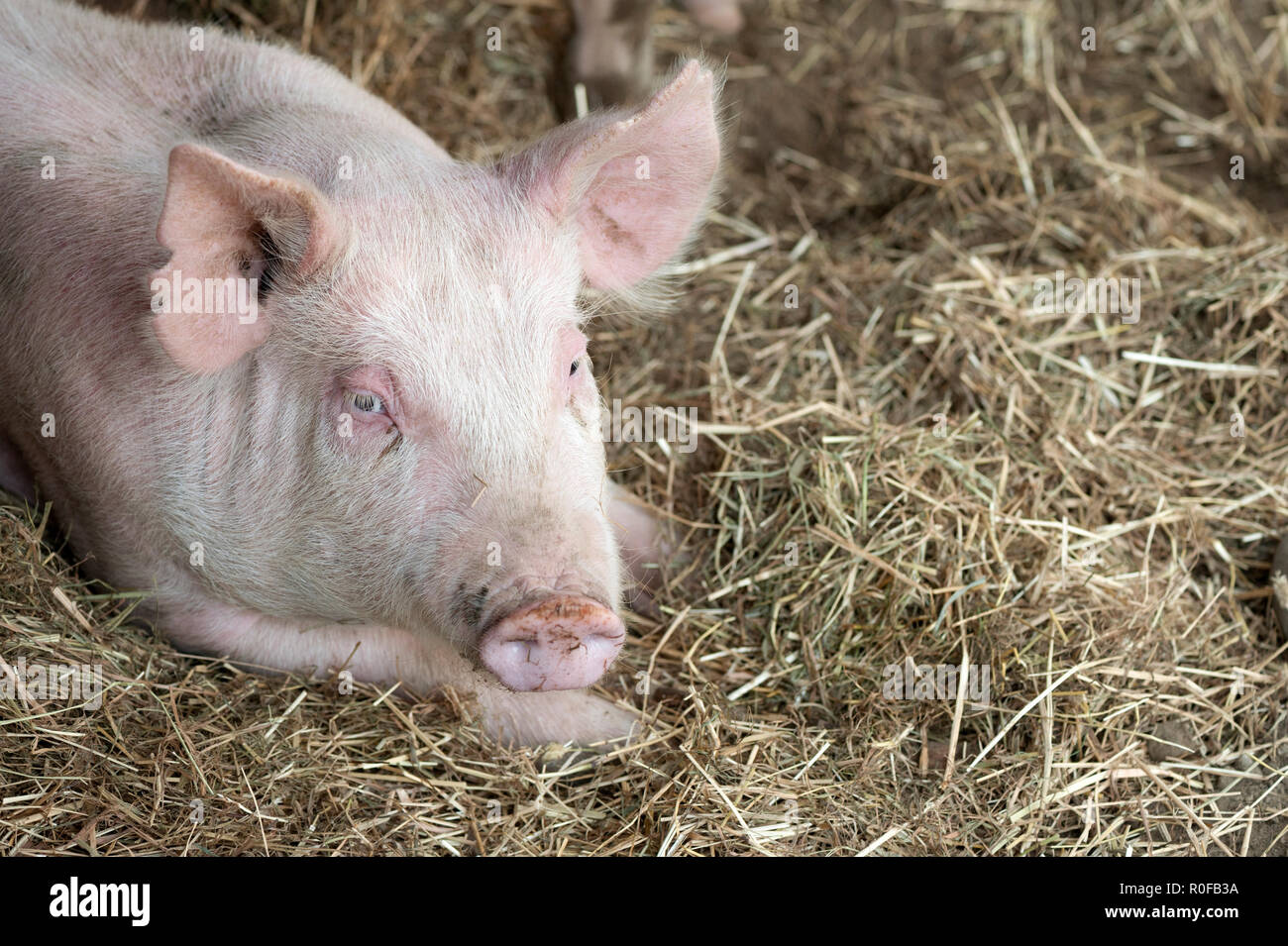 Young pig laying on hay and straw Stock Photo - Alamy