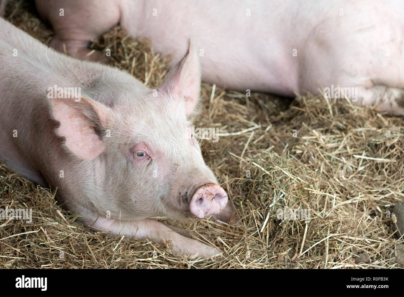 Pig laying on hay hi-res stock photography and images - Alamy