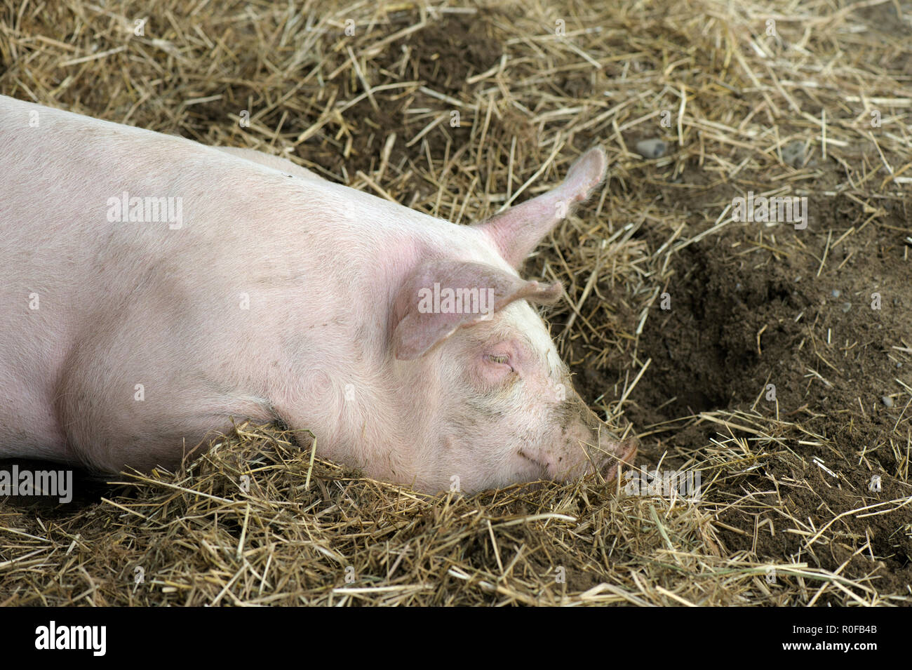 Pig laying on hay and straw Stock Photo - Alamy