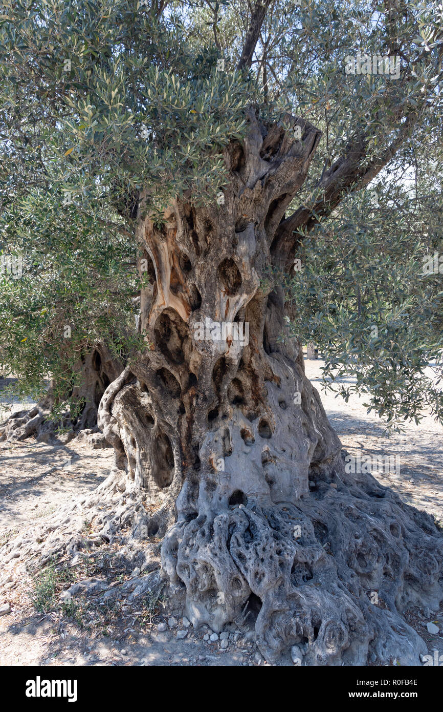Trunk olive tree hi-res stock photography and images - Alamy