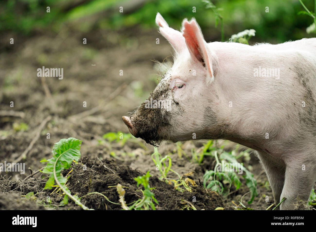 Muddy Pig High Resolution Stock Photography and Images - Alamy